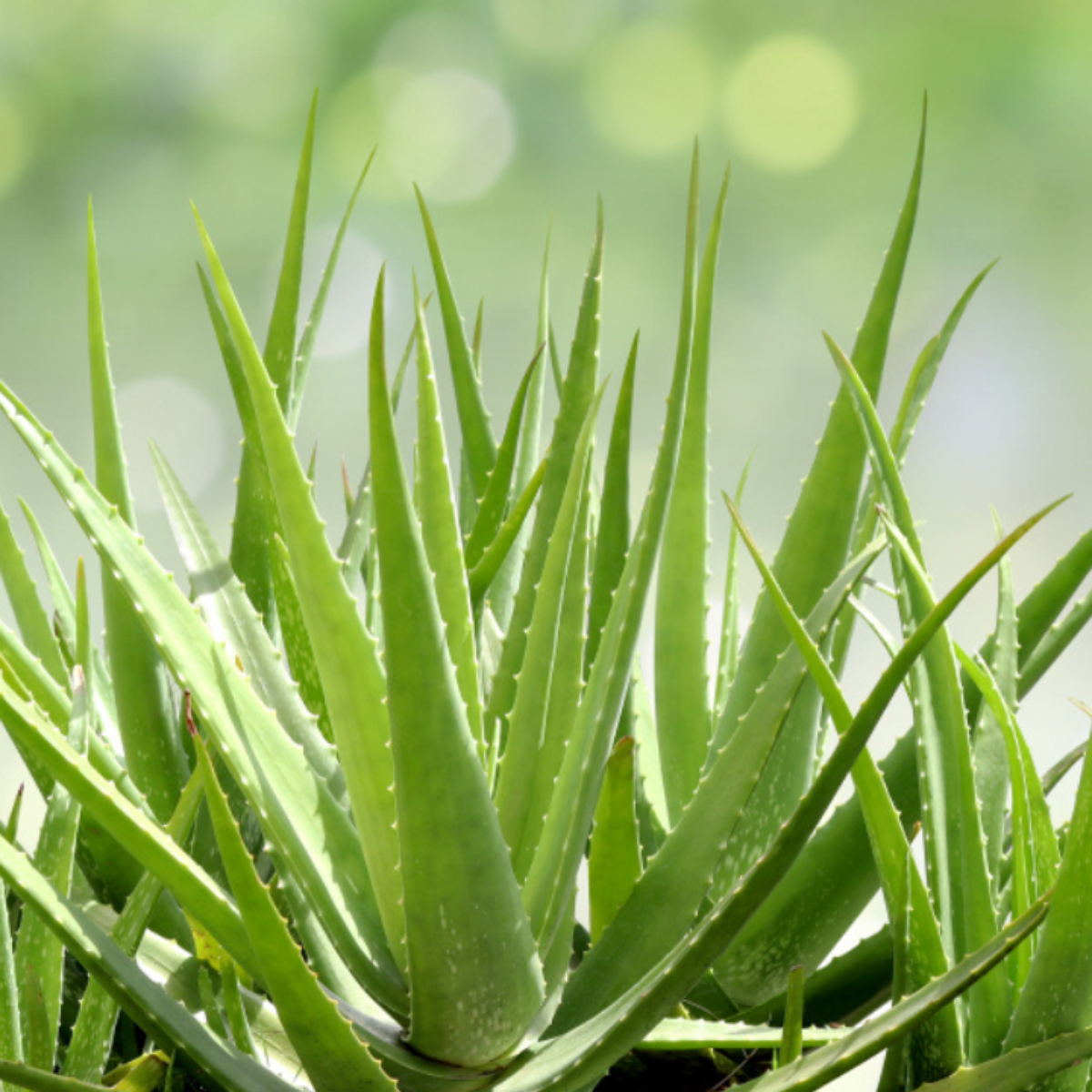 Aloe vera: conheça os benefícios e dicas de cultivo!