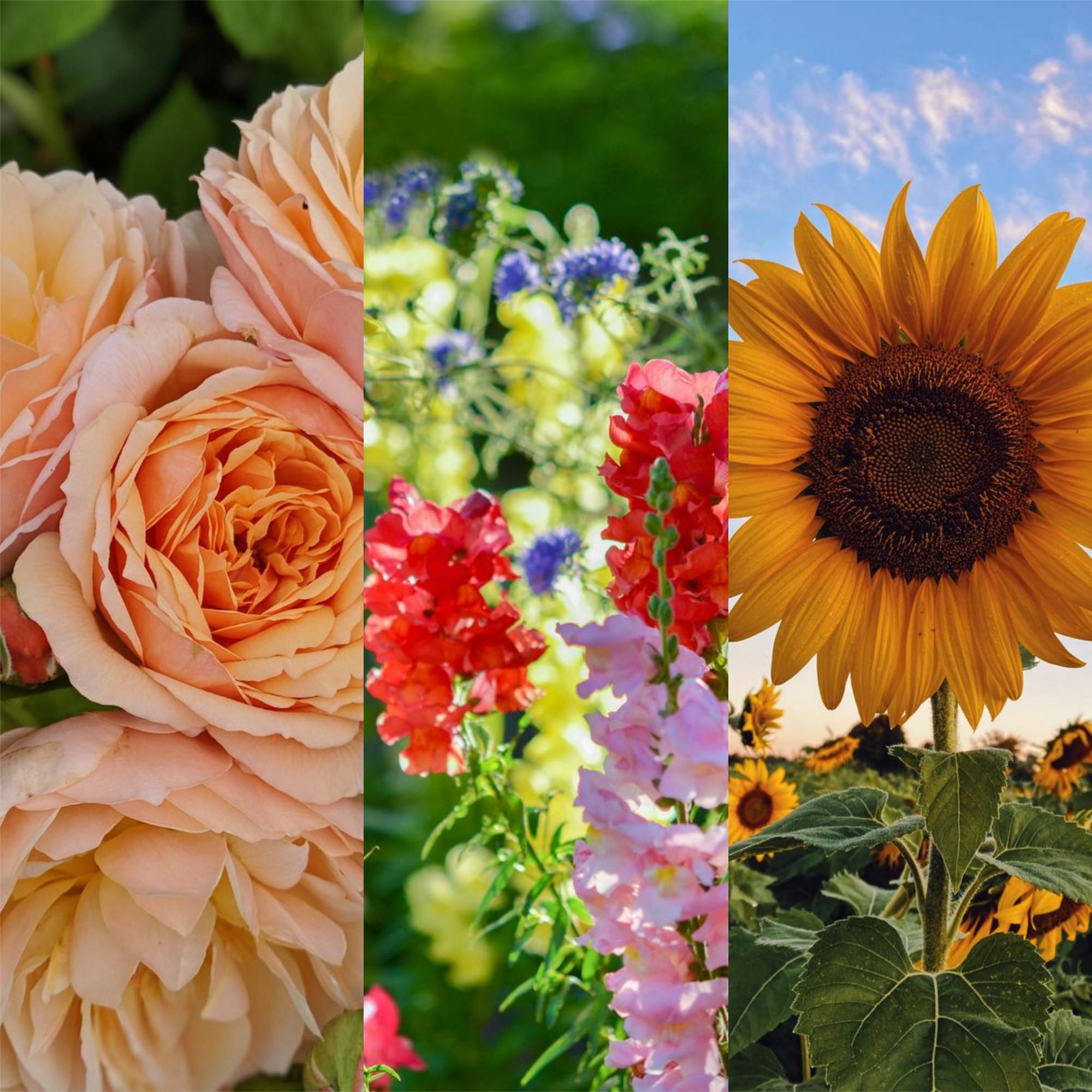 Primavera 2024: confira 5 flores fáceis de cuidar para ter em casa