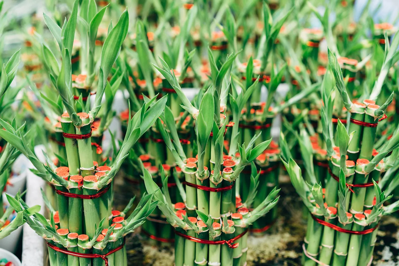 Lucky Bamboo: How to Care for the Plant Known for Bringing Prosperity
