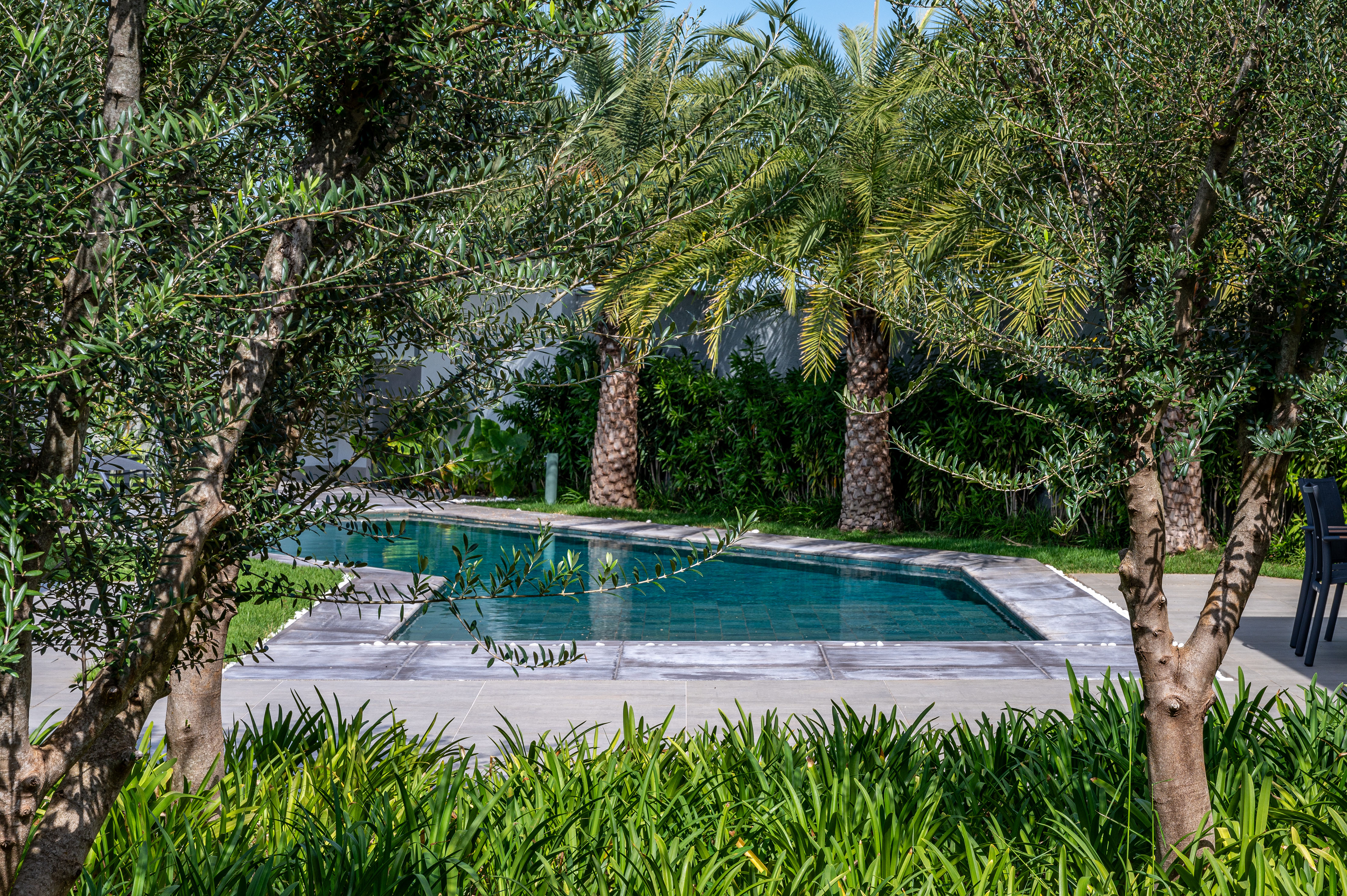 4 plantas de sol pleno ideais para jardim e áreas externas