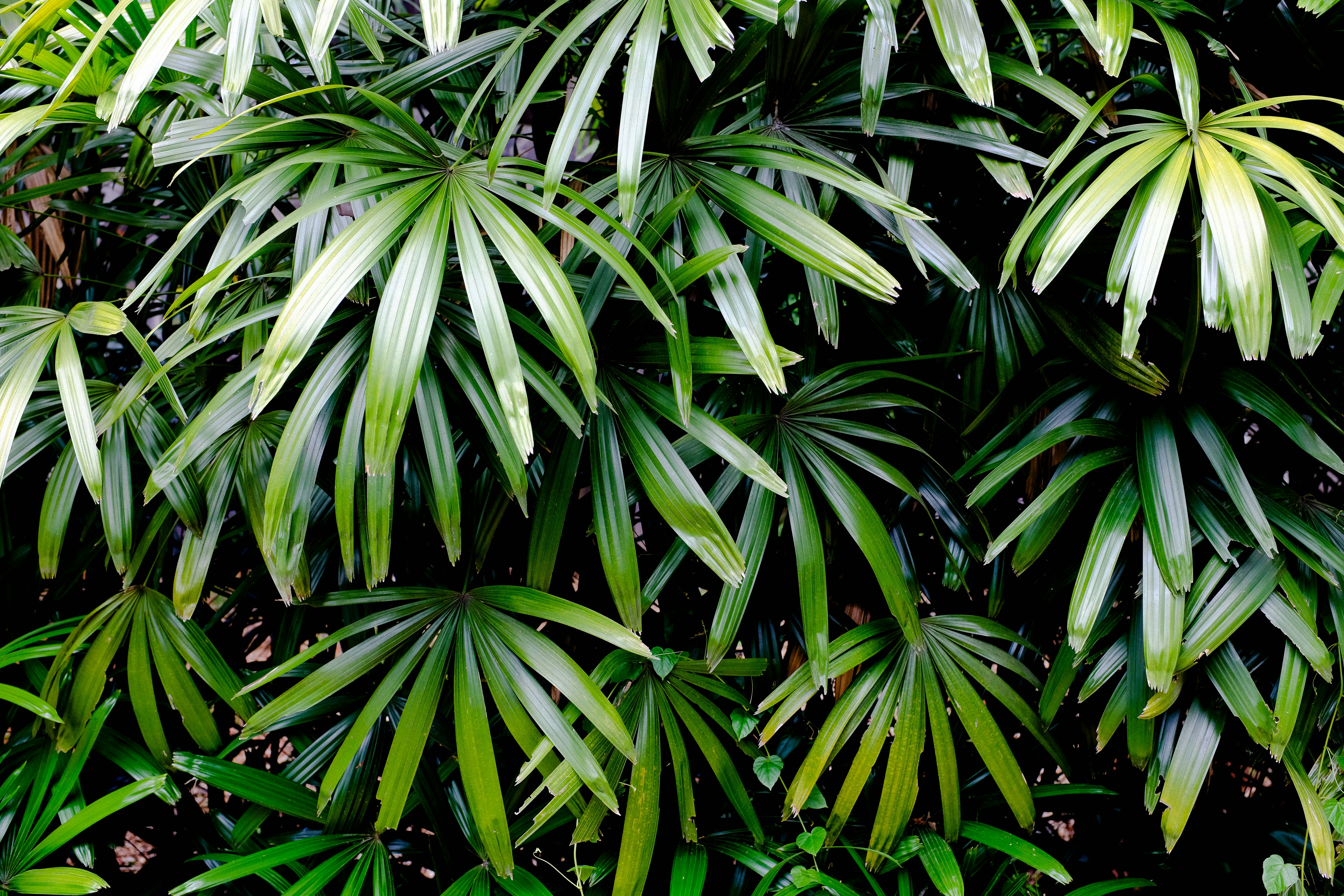 7 species of plants perfect for small spaces