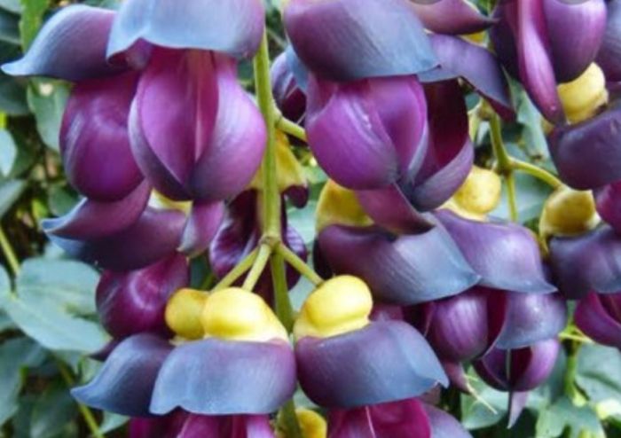 Black flowers: 5 species to create an exotic garden