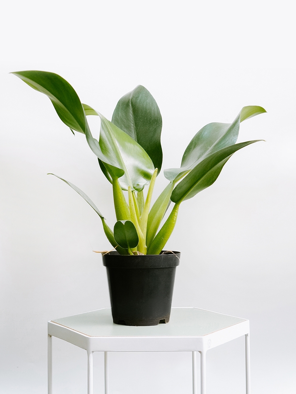 How to cultivate pacová plant at home? Check out cultivation tips!