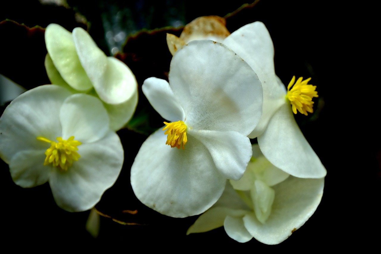 Begonia: growing tips to add this species to your decor