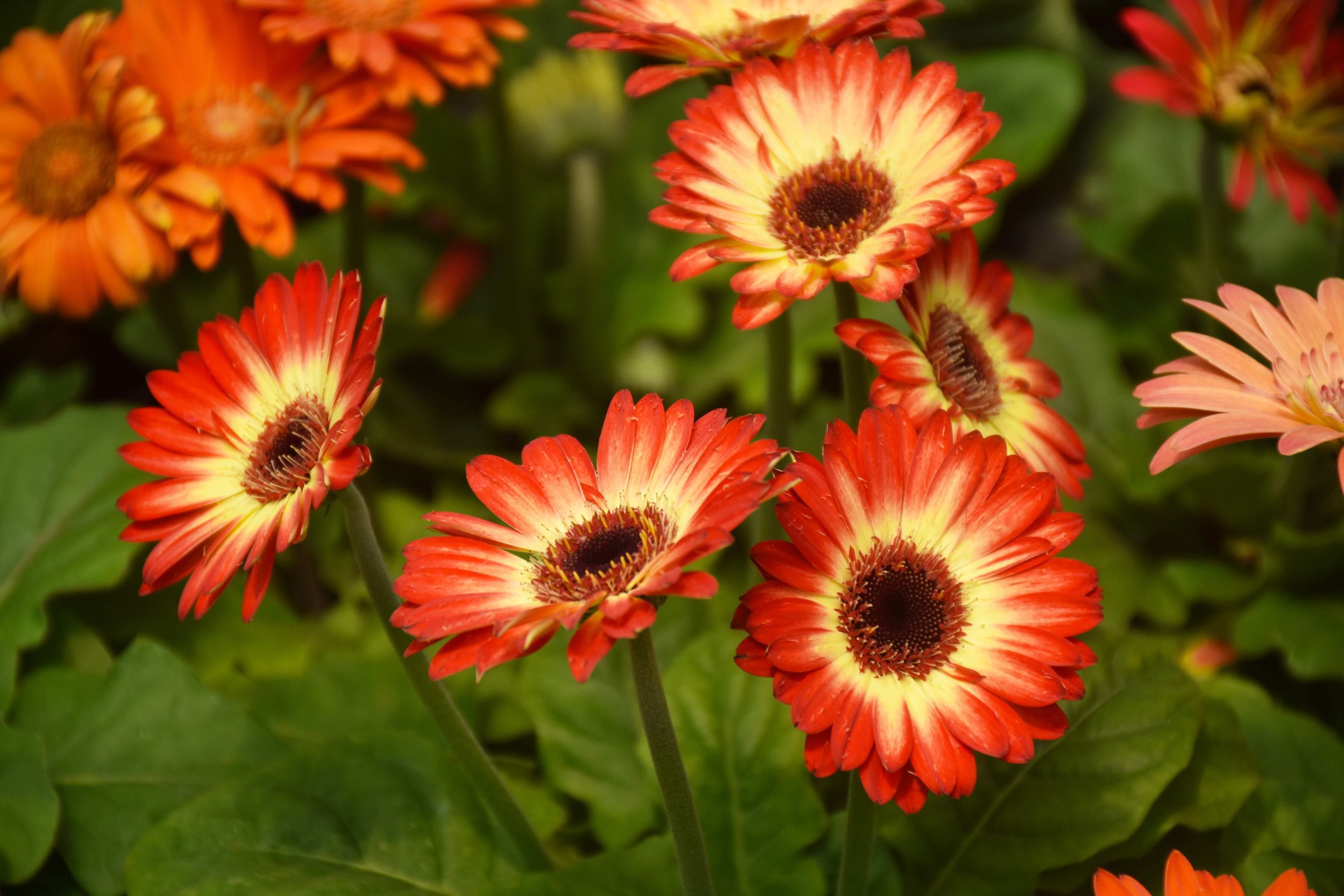 Gérbera: como cultivar espécie que leva alegria para o lar!