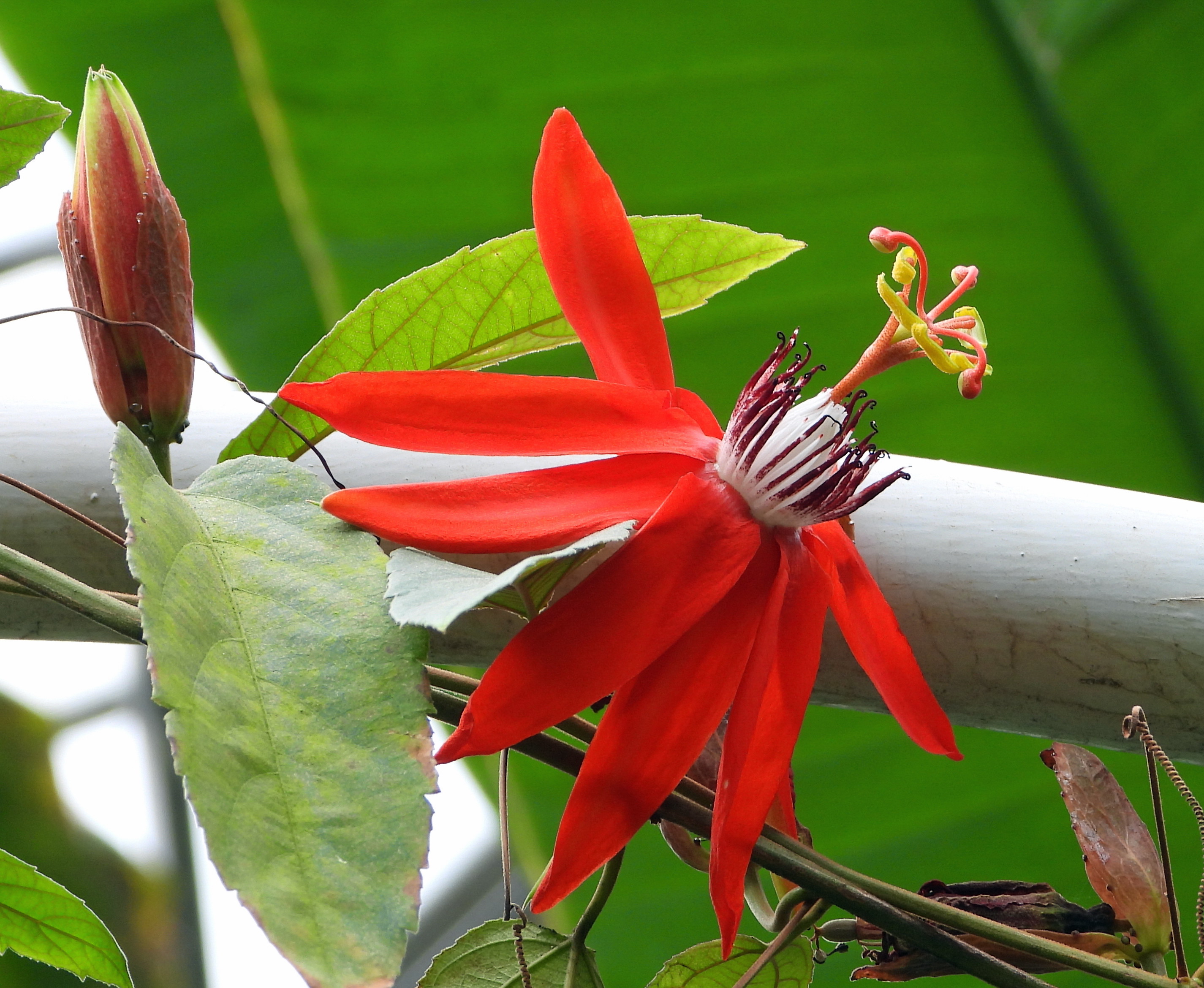 Red flowers: symbolism and 6 main species for cultivation