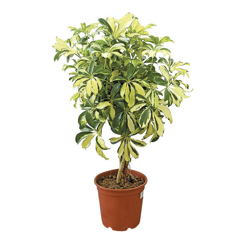 15 plantas para vasos grandes e como cultivá-las