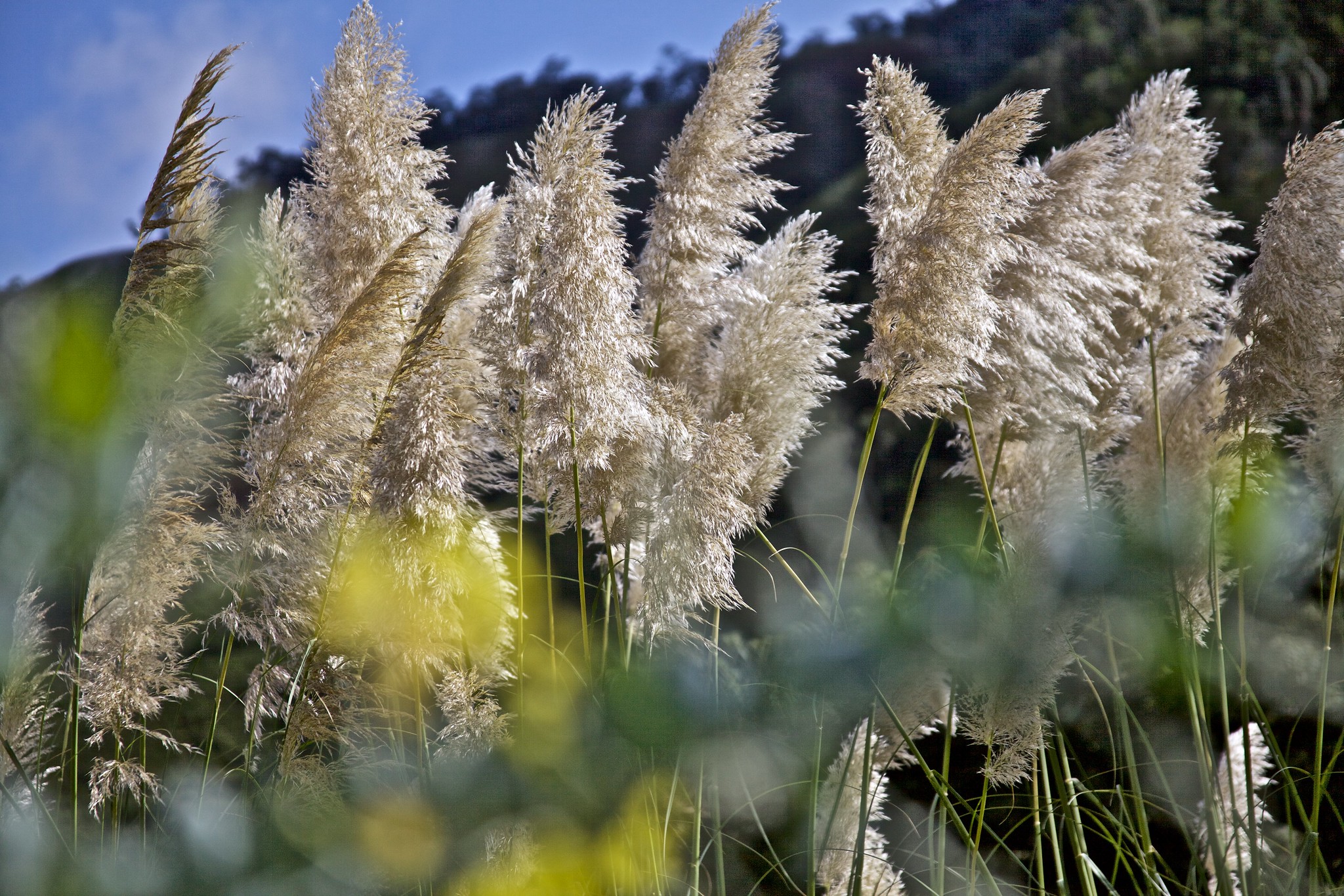 Capim-dos-Pampas: como cultivar e decorar com a espécie