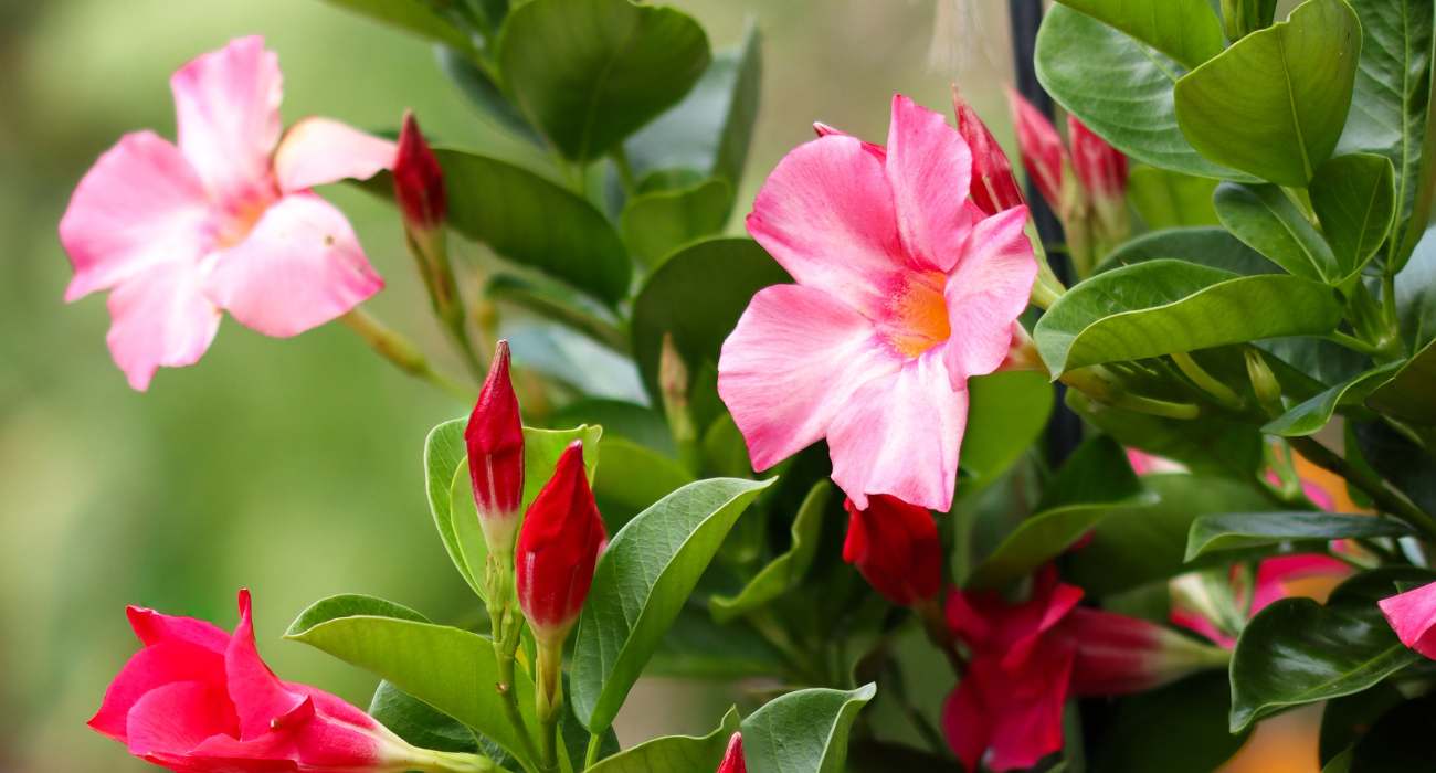 Dipladenia: complete guide to growing the plant at home