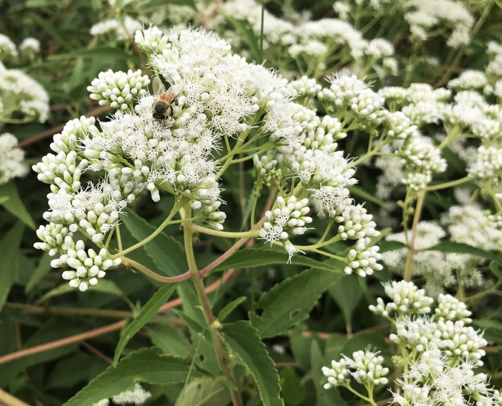 Assa-peixe: conheça os benefícios dessa planta medicinal