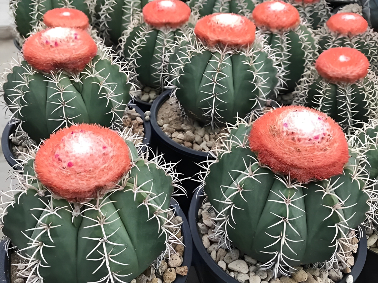 5 Tipos de cactos mais populares e como cultivá-los