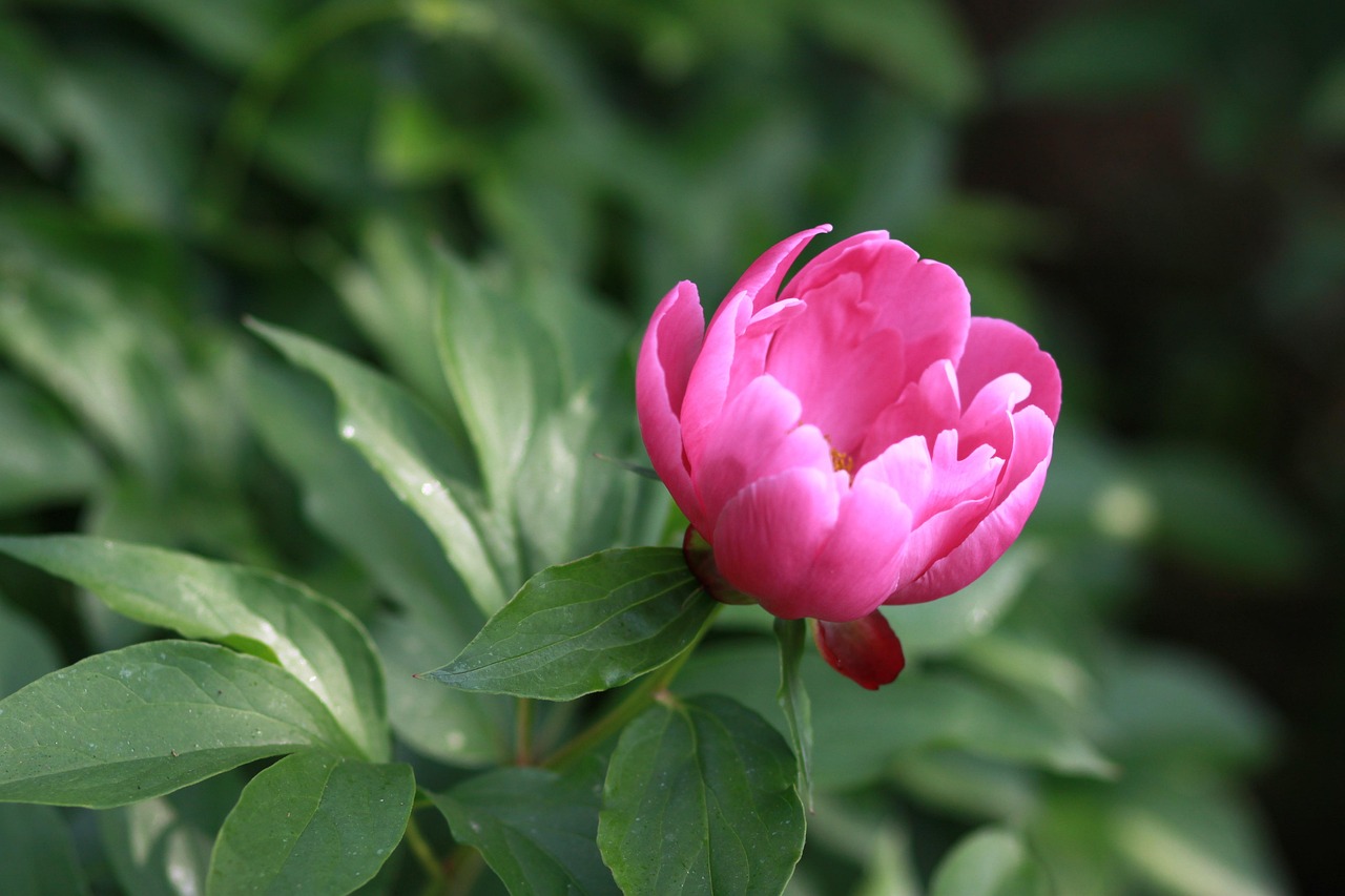 Peônia em casa: 5 dicas de cultivo e vantagens para o lar