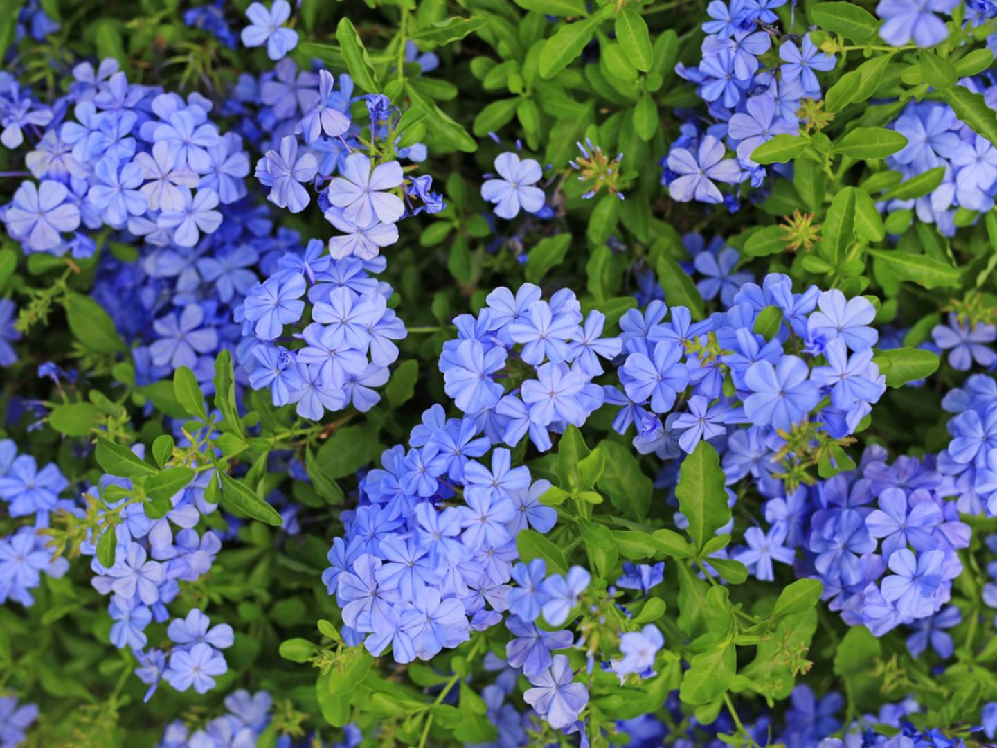 13 flores azules para cultivar y colorear tu jardín