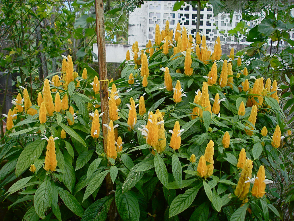 Planta camarón amarillo: qué es y cuidados con esta especie exótica