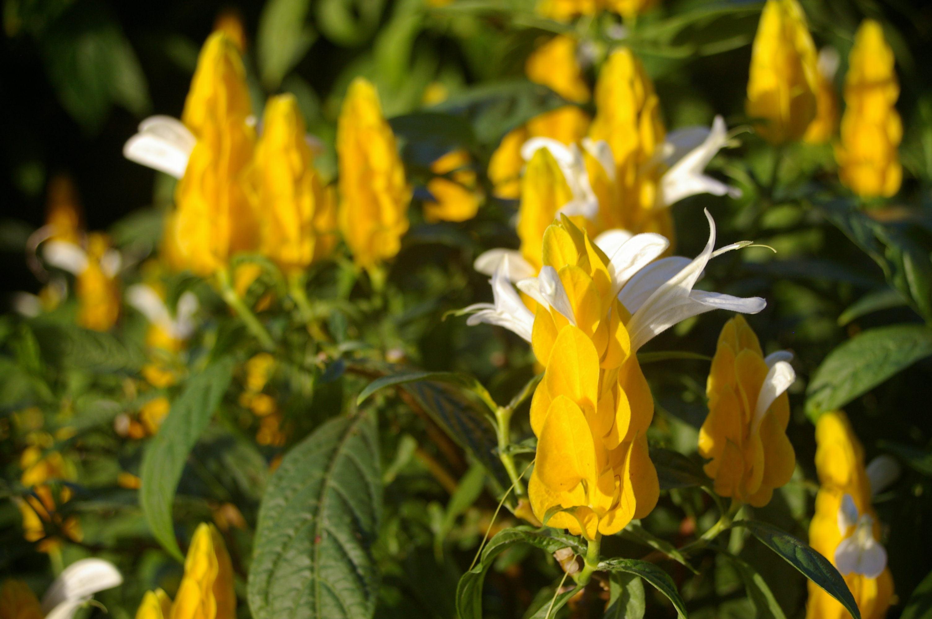 It's from Brazil! 10 native flowers to cultivate in your garden.