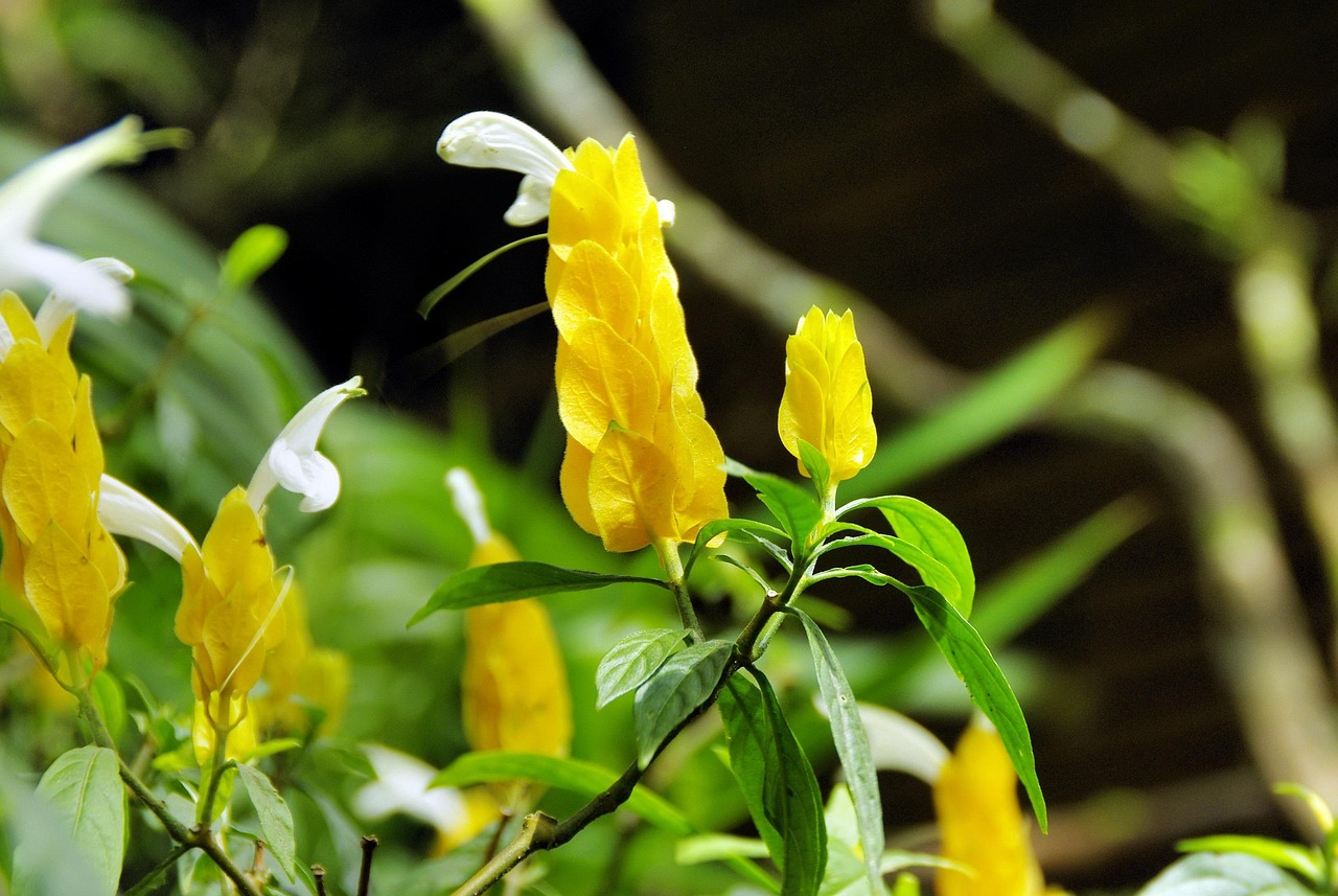 Planta camarón amarillo: qué es y cuidados con esta especie exótica
