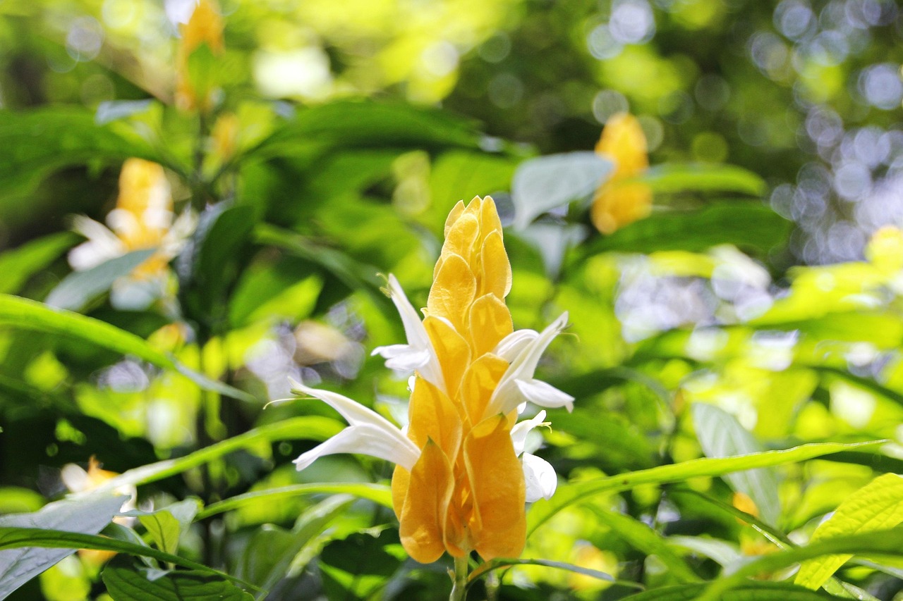 Planta camarón amarillo: qué es y cuidados con esta especie exótica