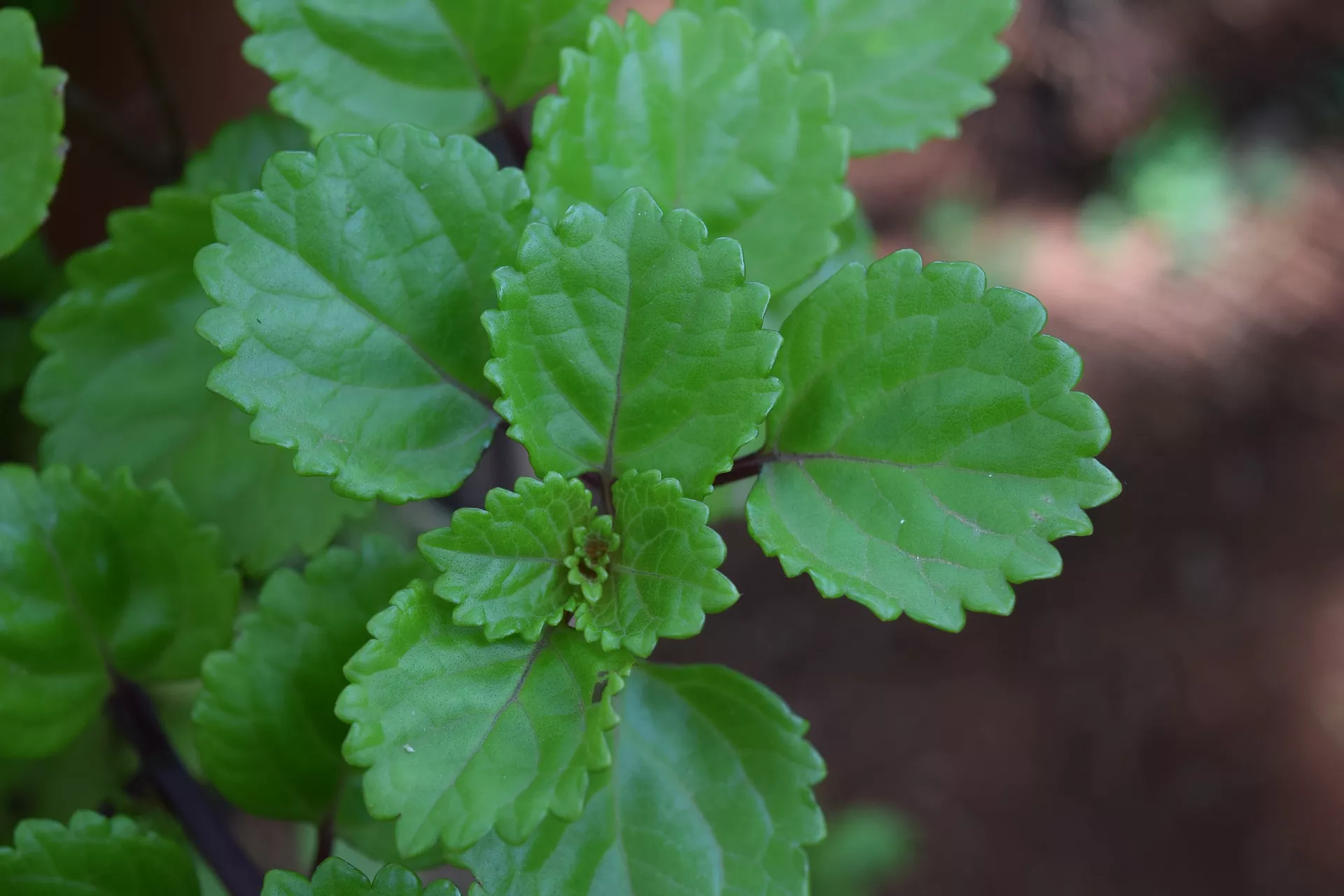 Dollar plant: everything about this lush and easy-to-grow species