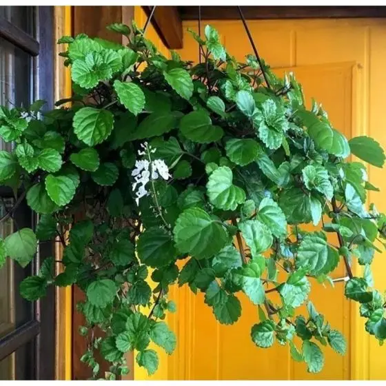 Dollar plant: everything about this lush and easy-to-grow species