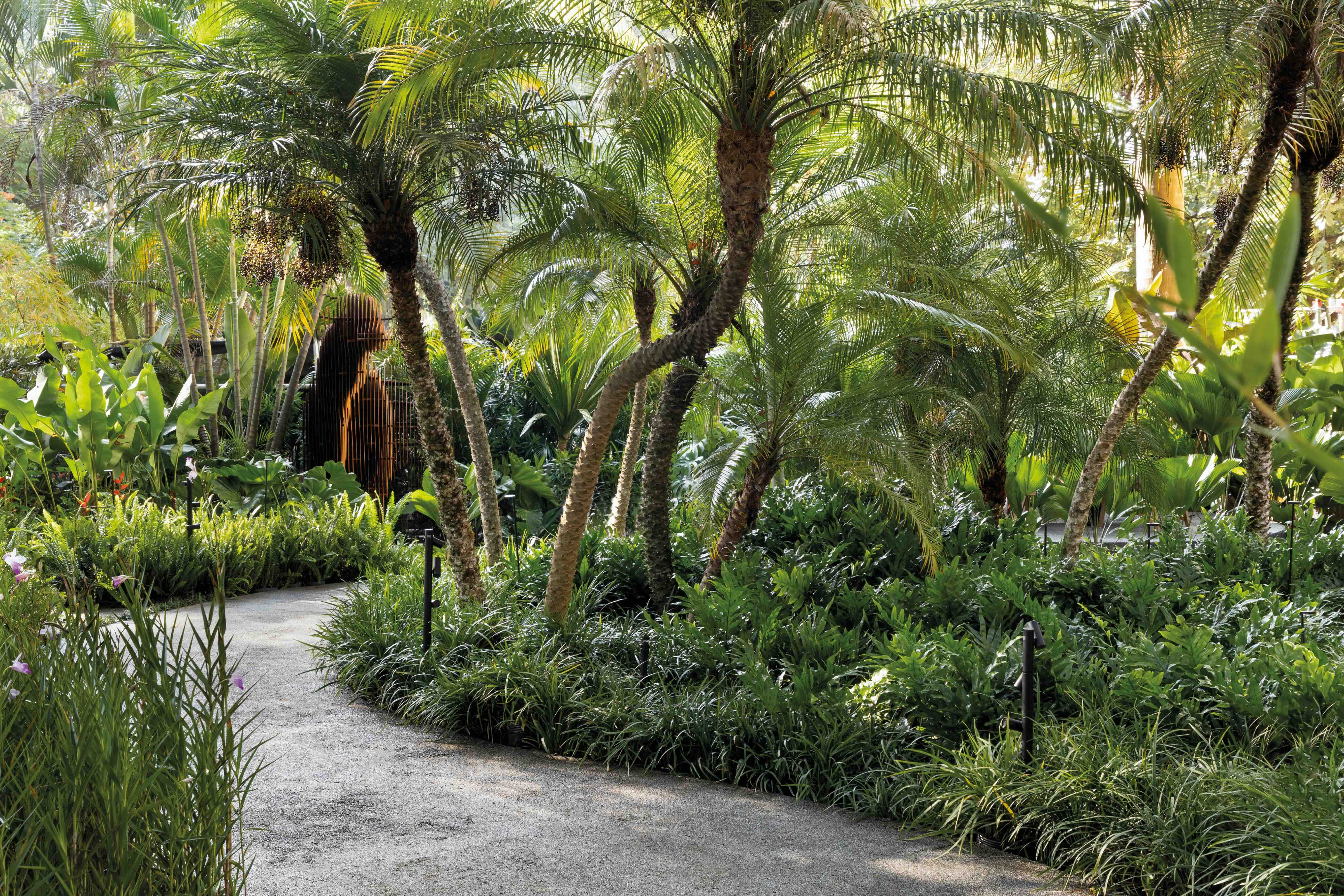 Brazilian Plants And Trees Brazilian Peppertree: A Growing Threat To