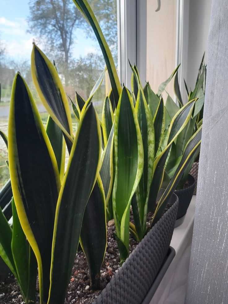 Espada de Santa Bárbara: cuidados com a planta que alia proteção à beleza