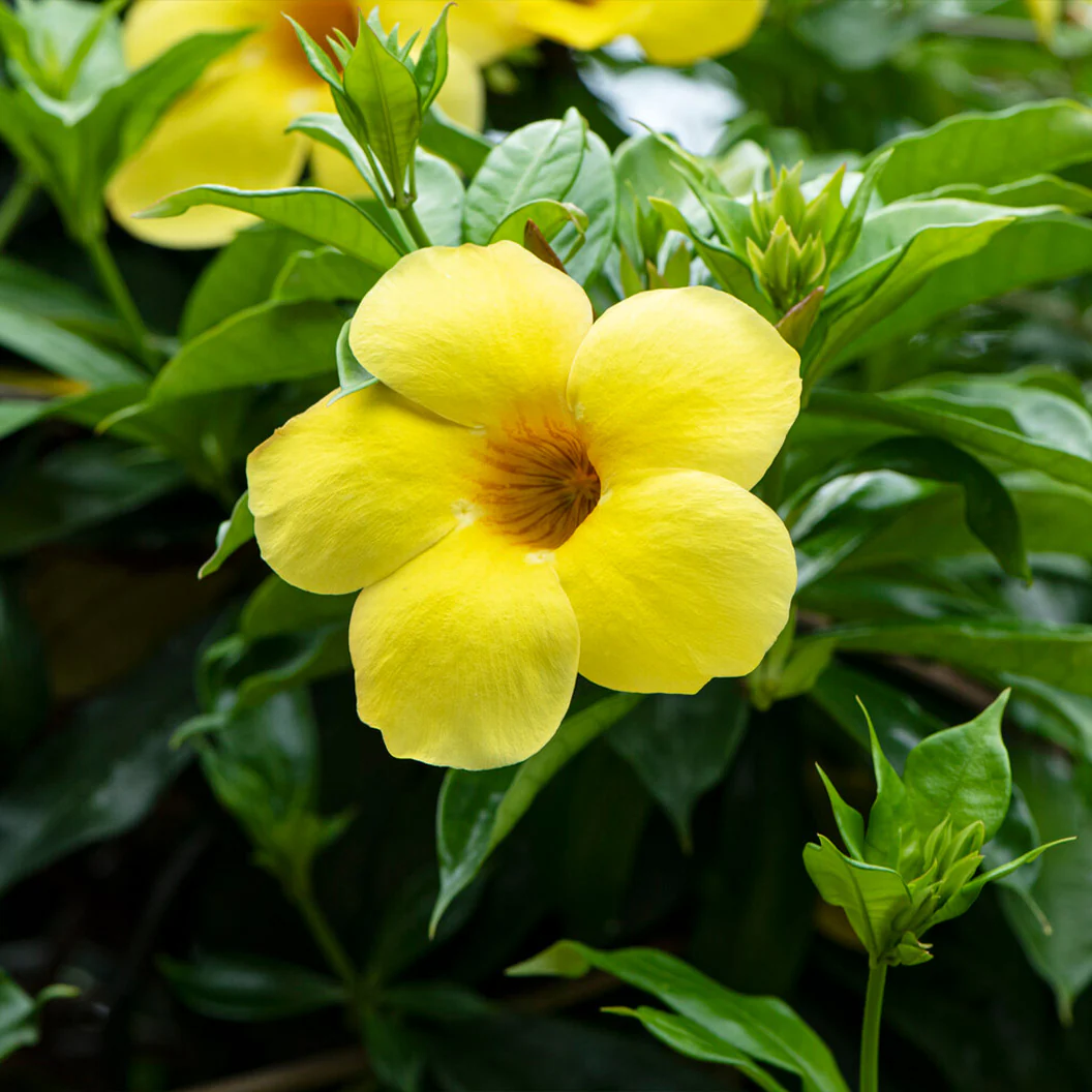 É do Brasil! 10 flores nativas para cultivar no seu jardim