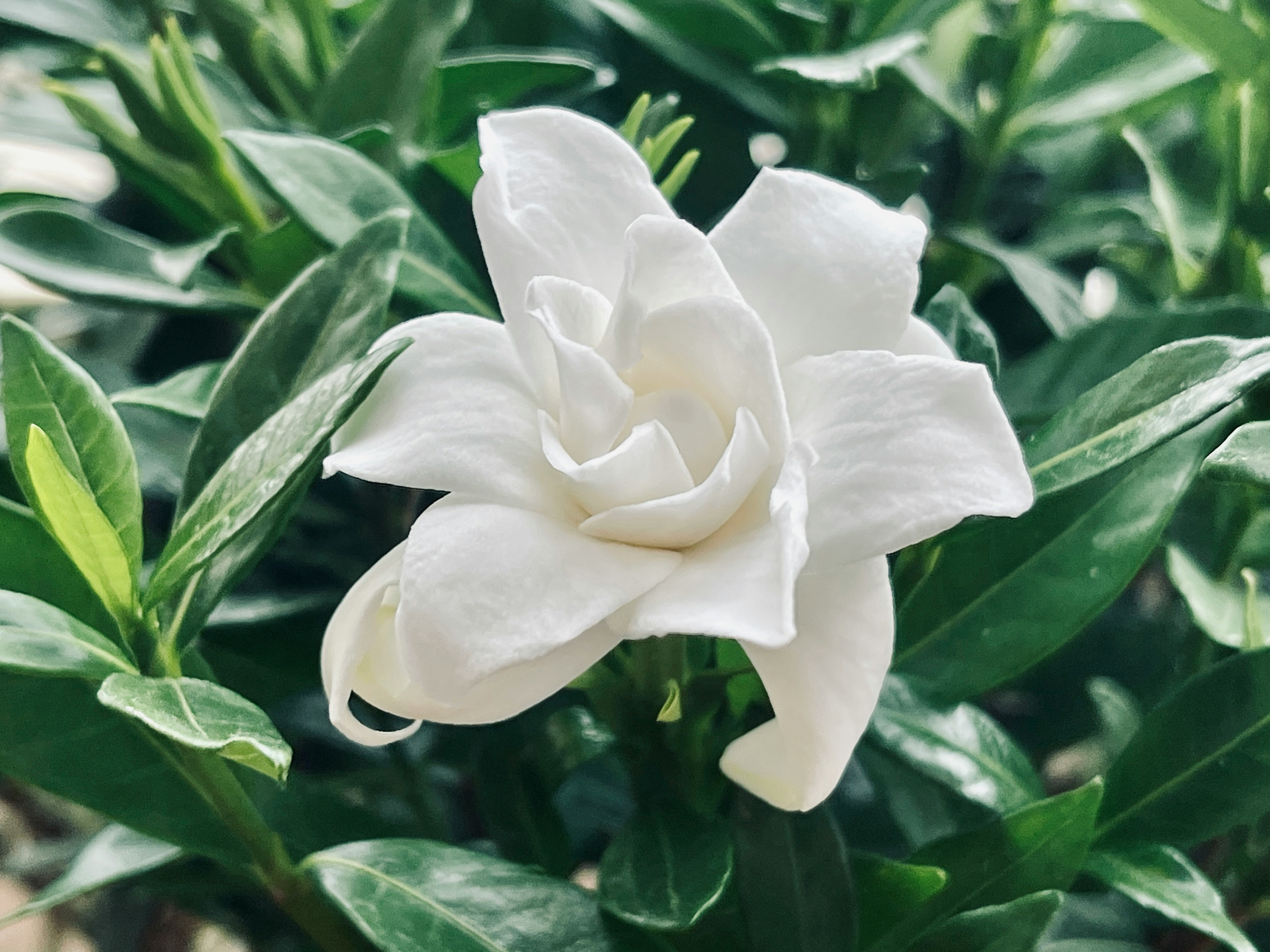 Gardênia: como cultivar a flor que traz perfume e beleza ao jardim
