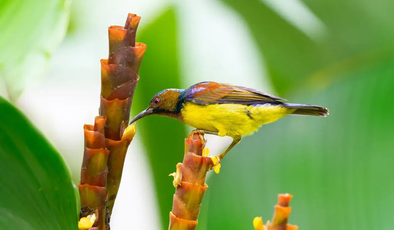 Maranta charuto: conheça e aprenda a cuidar dessa planta exuberante