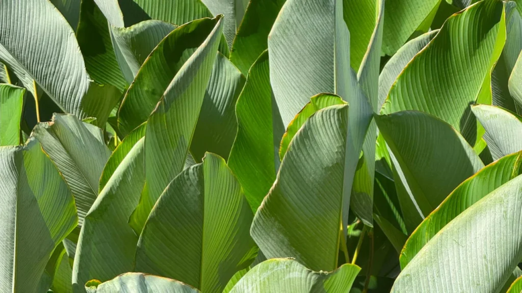 Maranta charuto: conheça e aprenda a cuidar dessa planta exuberante